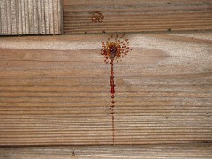 アリマキバチ科／Pemphredonidae | 蜂が好き