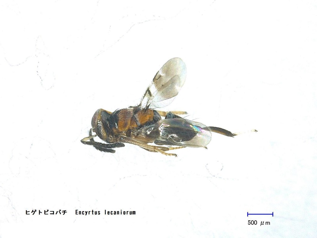 トビコバチ科／Encyrtidae | 蜂が好き | Page 2