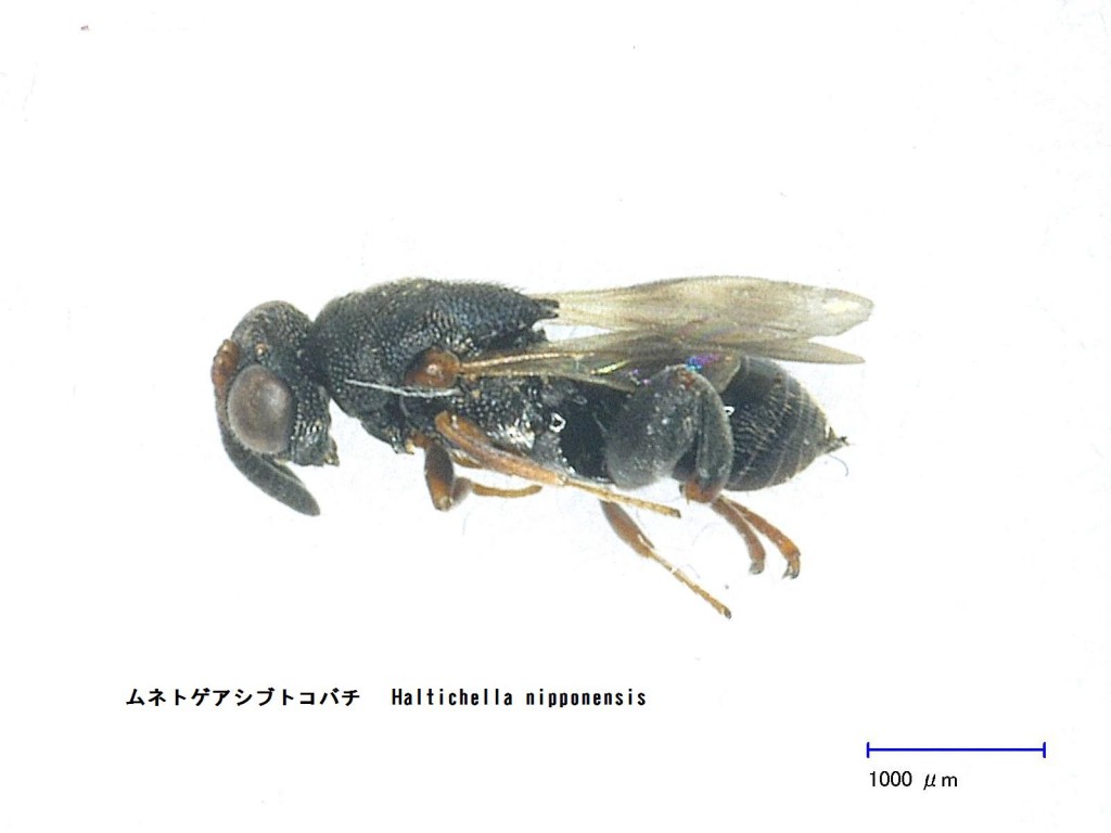 アシブトコバチ科／Chalcididae | 蜂が好き
