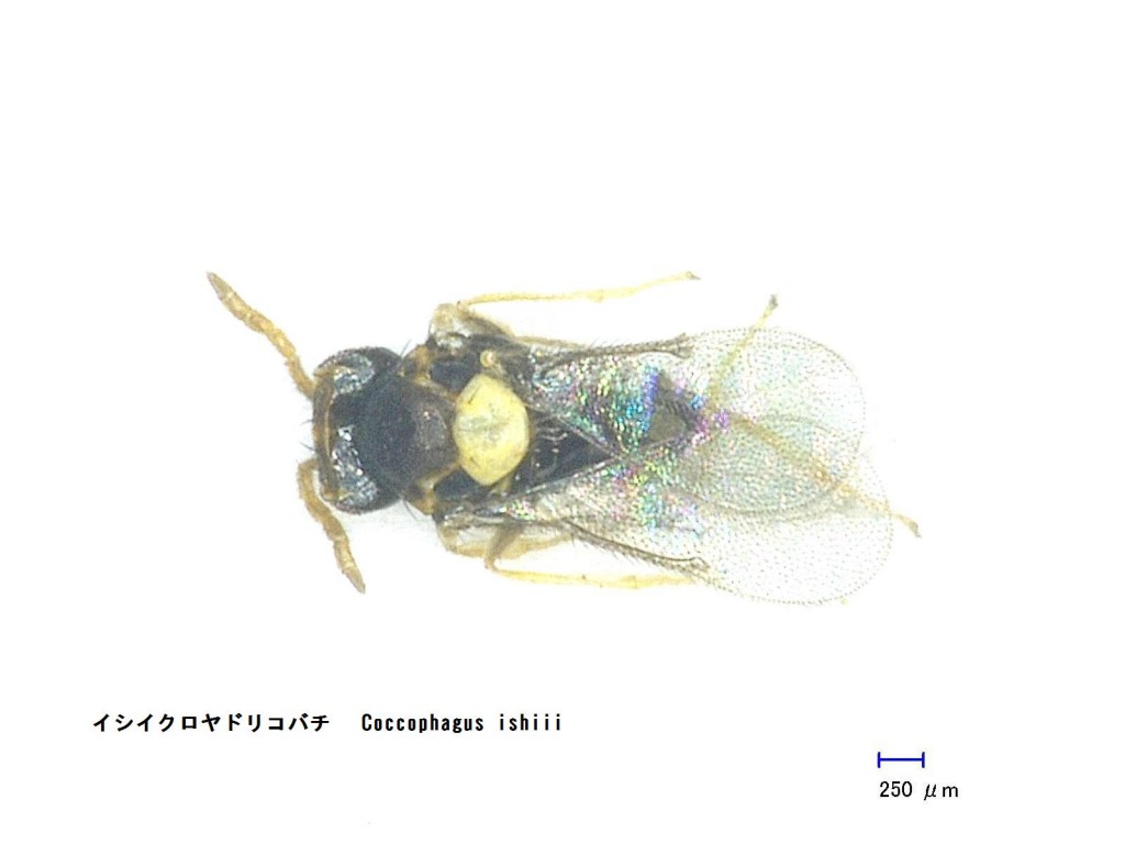 ツヤコバチ科／Aphelinidae | 蜂が好き