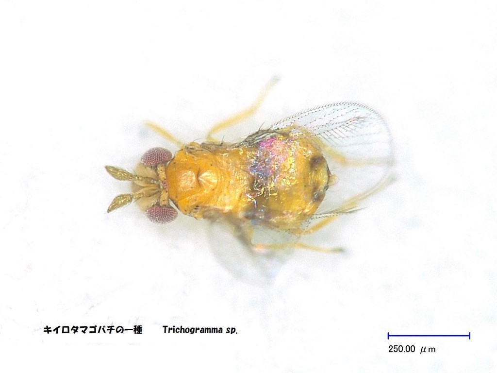 Trichogramma sp. Trichogramma属の一種 | 蜂が好き