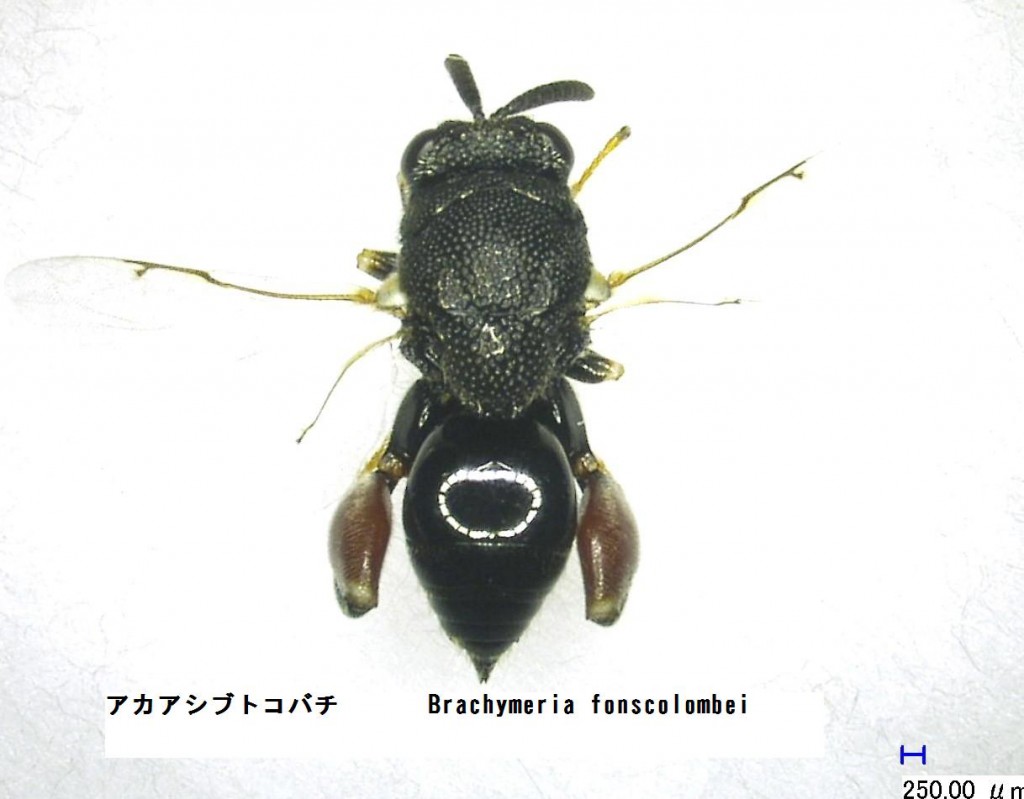 Brachymeria fonscolombei (Dufour, 1841) アカアシブトコバチ | 蜂が好き