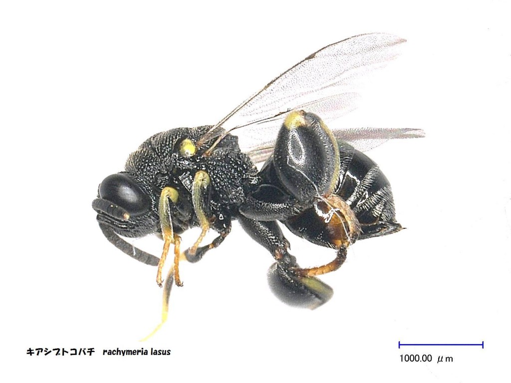アシブトコバチ科／Chalcididae | 蜂が好き